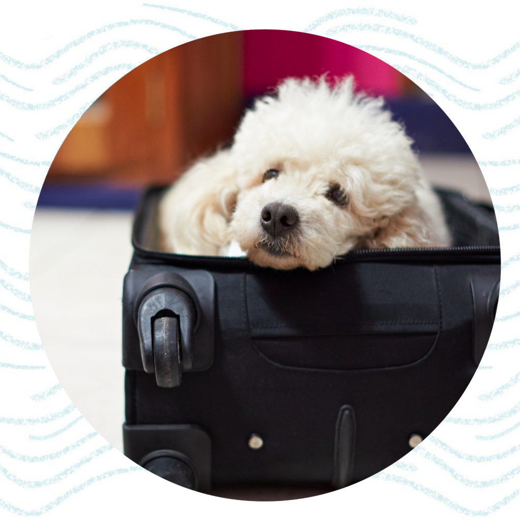 Pet Travel Certificates | St. Pete Veterinary Hospital - St. Petersburg ...